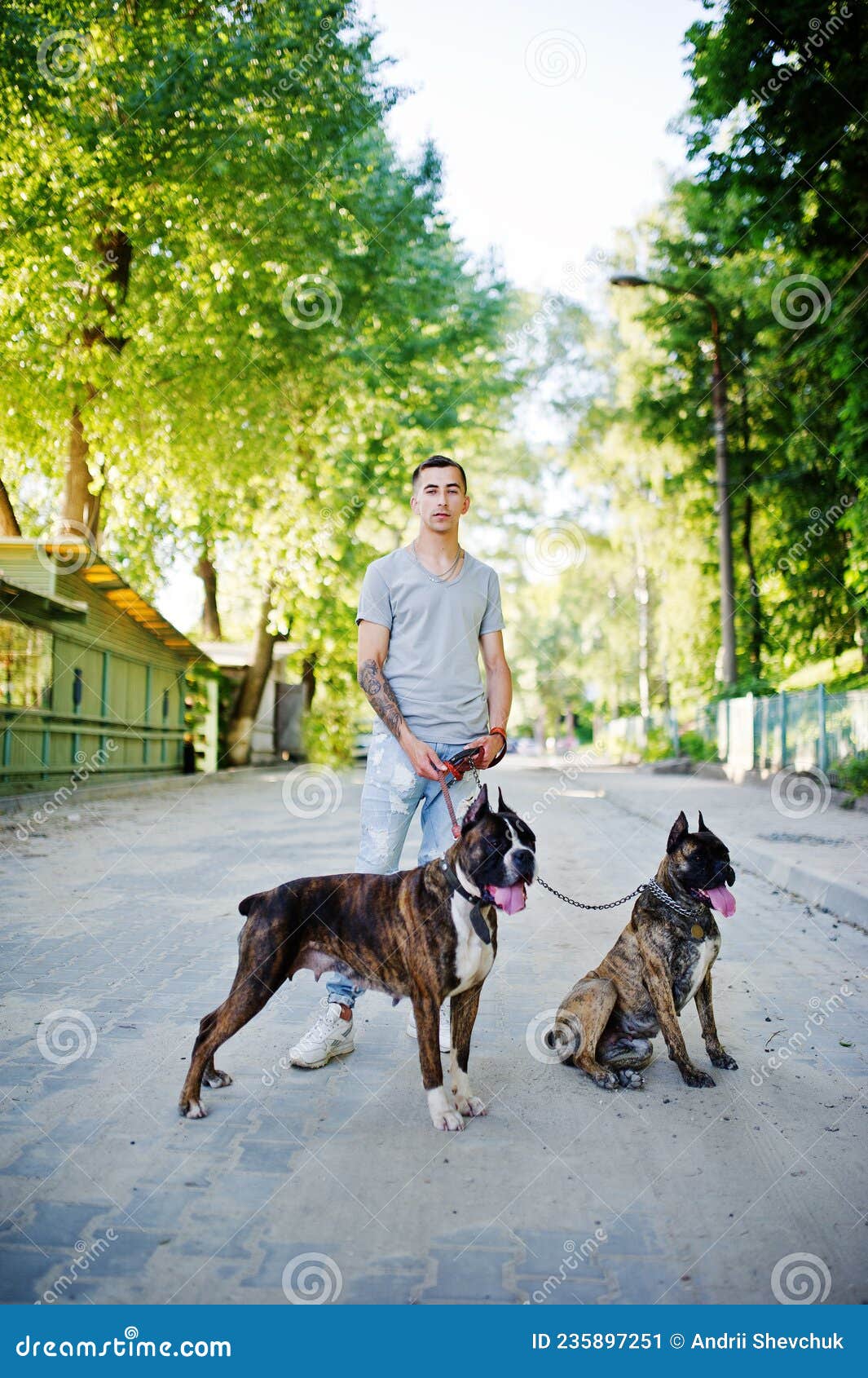 Man with Two Dogs Pit Bull Terrier on a Walk. Stock Image - Image of ...