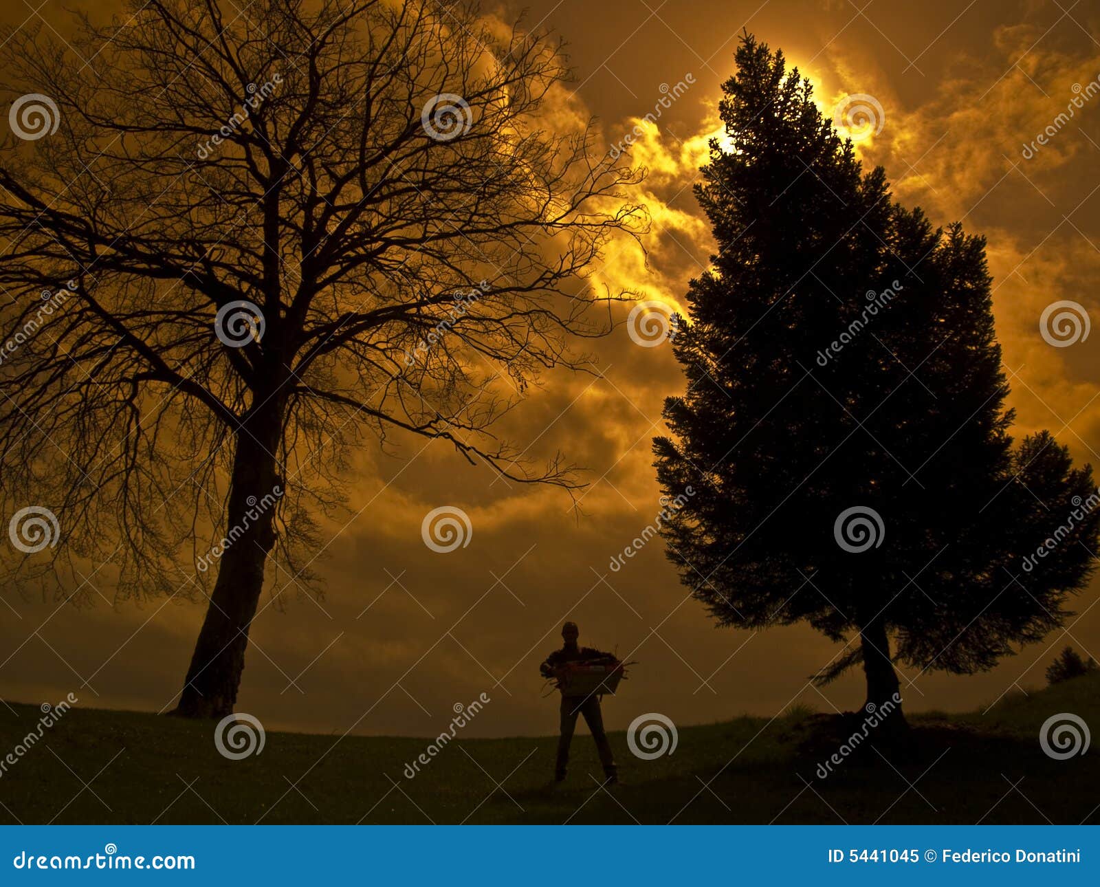A man and two trees stock image. Image of openair, open - 5441045
