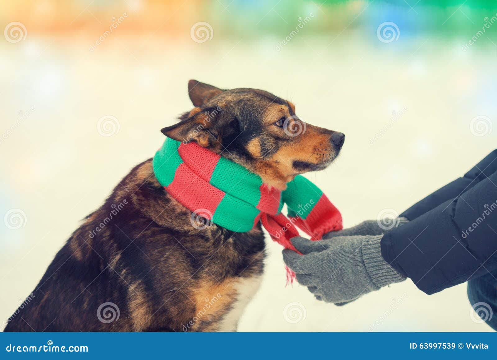 Man tying a scarf on a dog stock image. Image of hands - 63997539