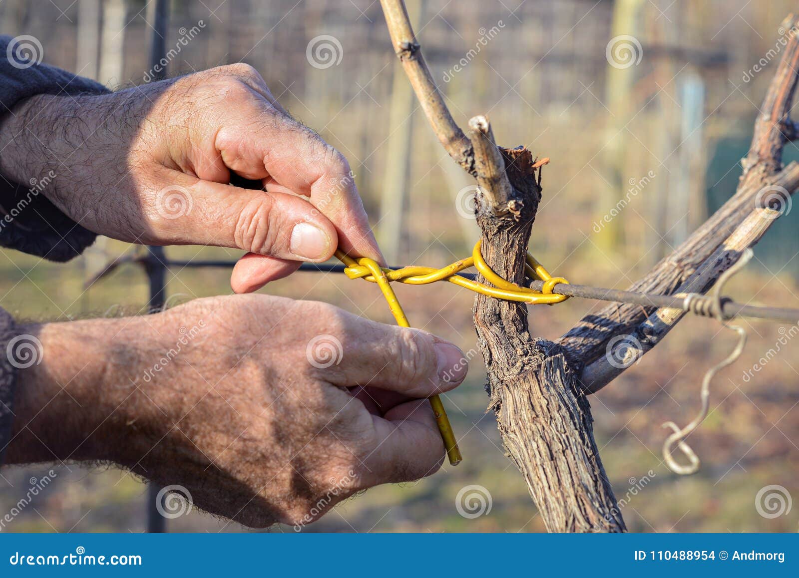 Man Tying Vines Using Ancient Method Stock Photo - Image of leaves ...