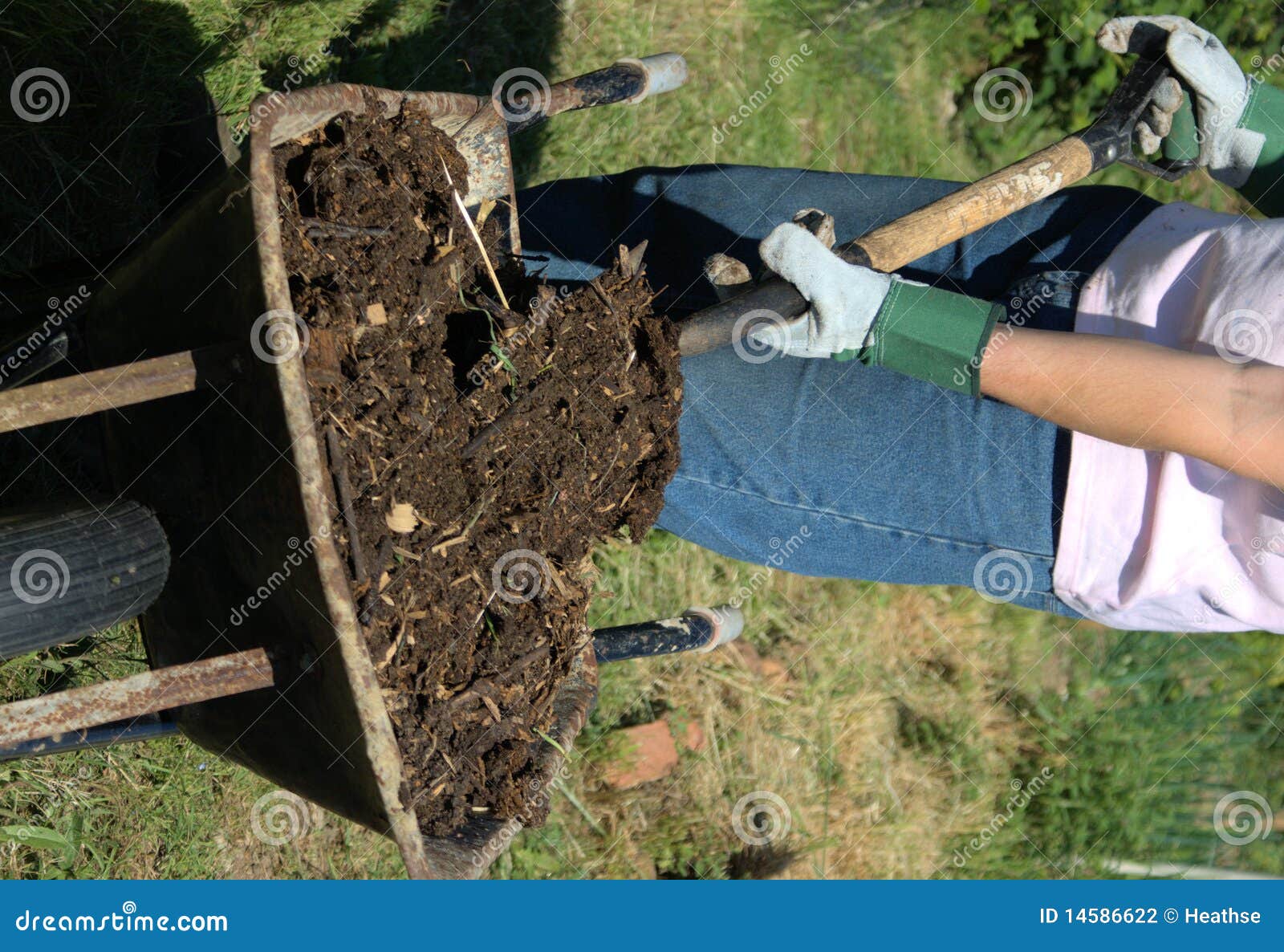 Man Unloading Compost from a Wheelbarrow Stock Photo - Image of hand ...