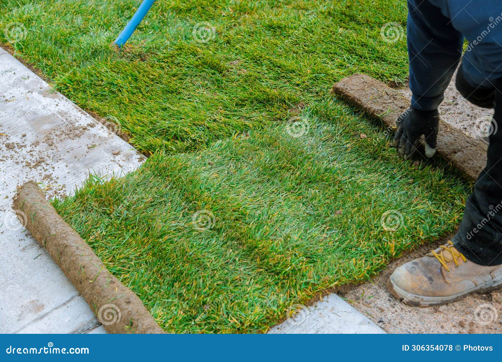 Man Unrolling Rolls of Turf Natural Grass for a Landscaping Stock Photo ...