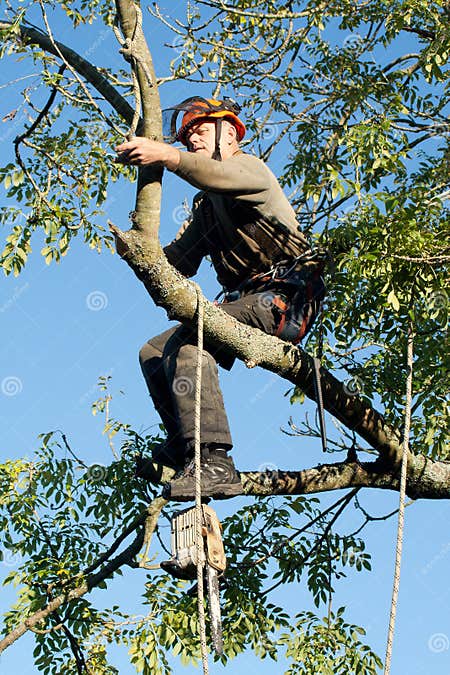 Man Up a Tree with Saw Hanging Stock Photo - Image of work, boots: 22036860
