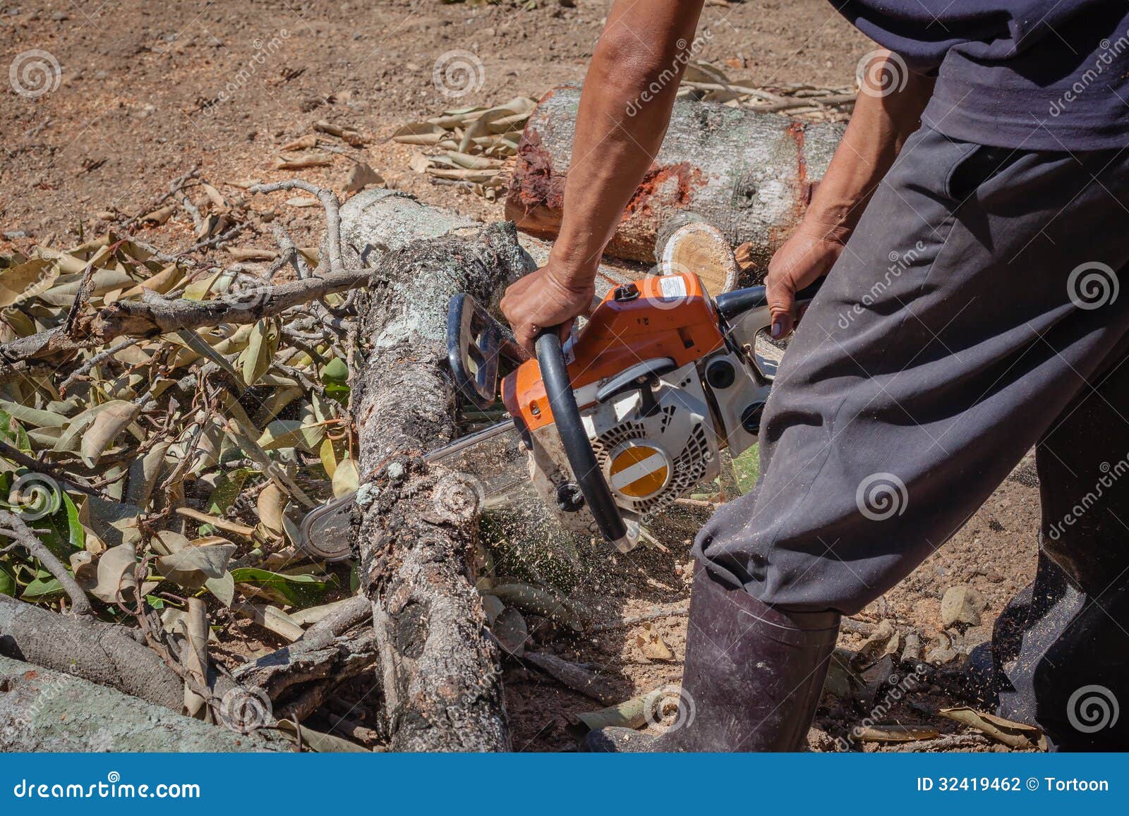 Man is Use Chainsaw Blade Cutting Stock Photo - Image of pine, stump ...