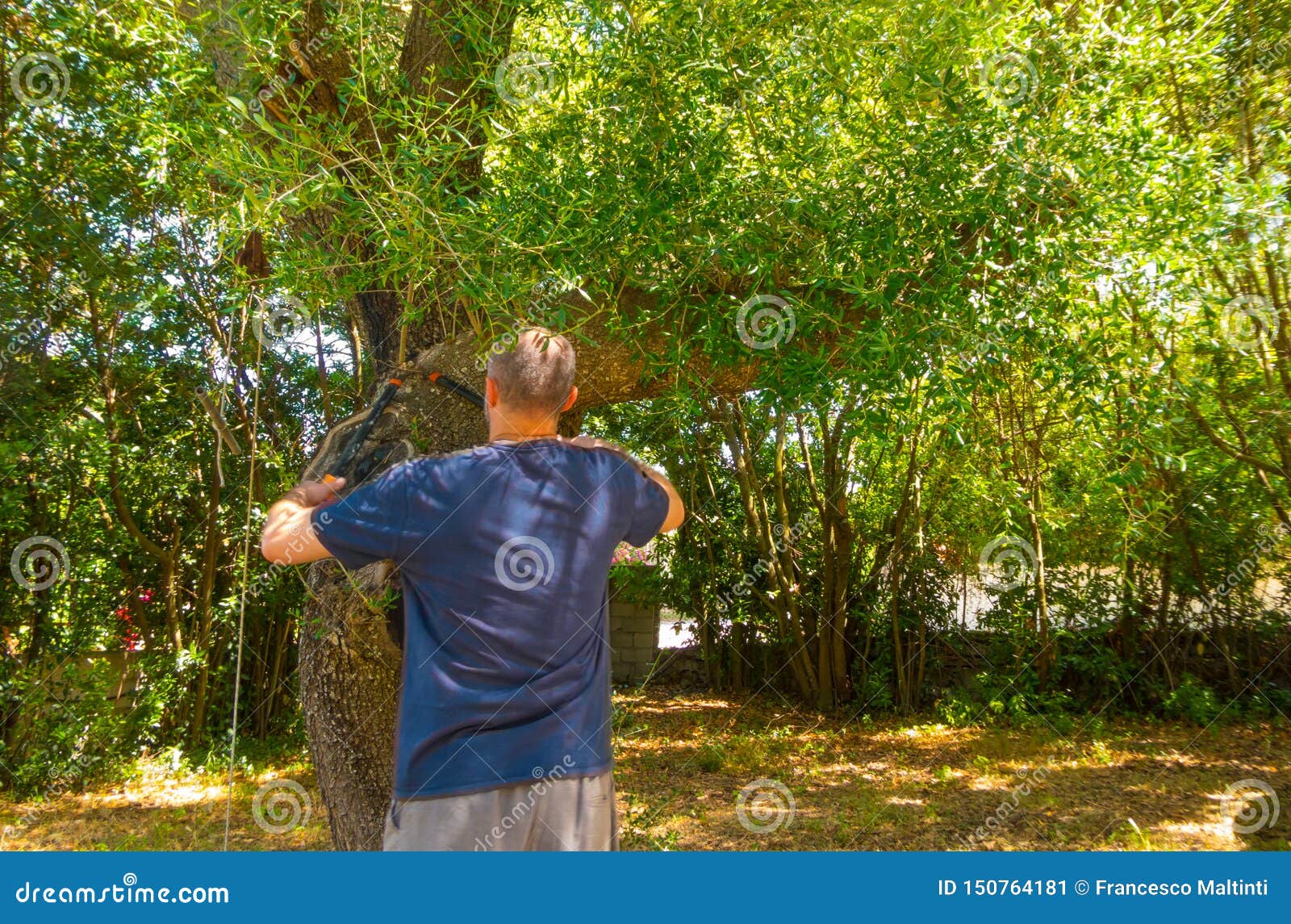 Man Uses the Shears in a Garden Stock Image - Image of branch, holding ...