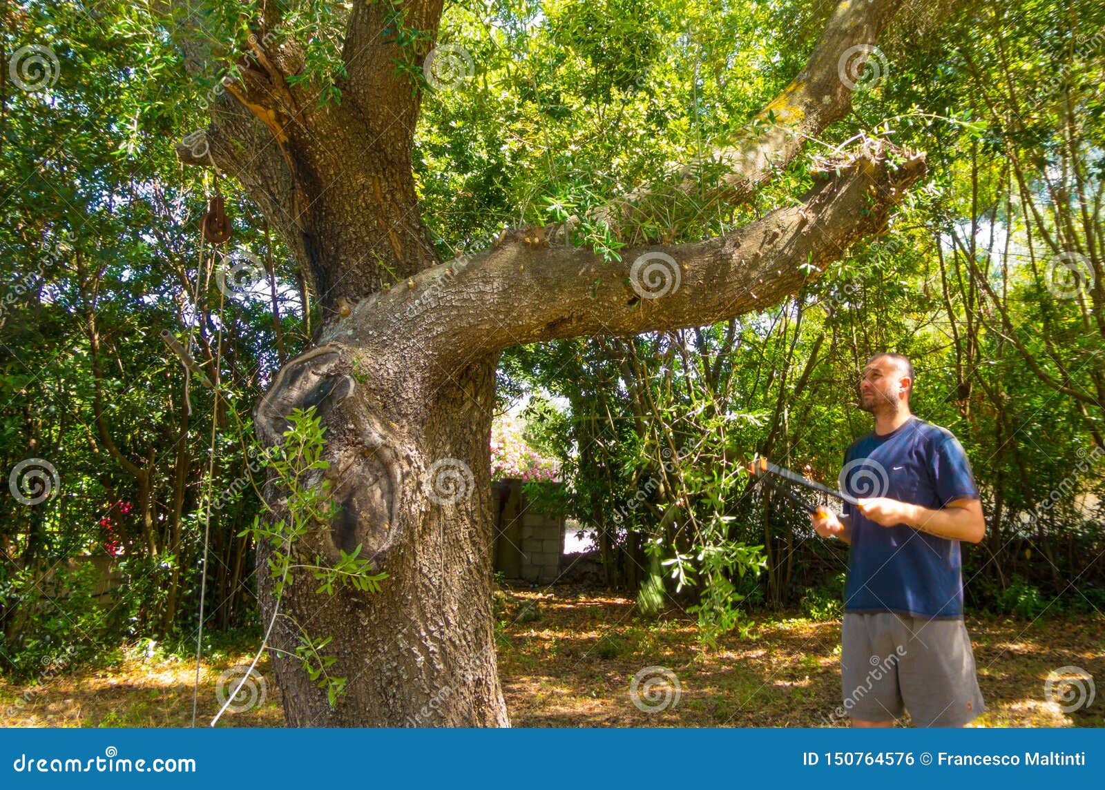 Man Uses the Shears in a Garden Stock Photo - Image of person, trim ...