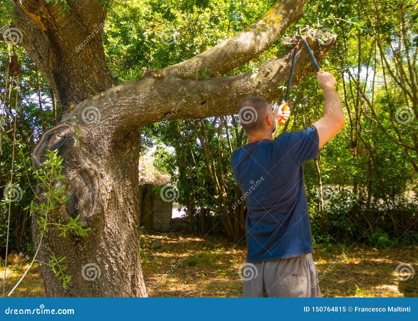 Man Uses the Shears in a Garden Stock Image - Image of shears, hand ...