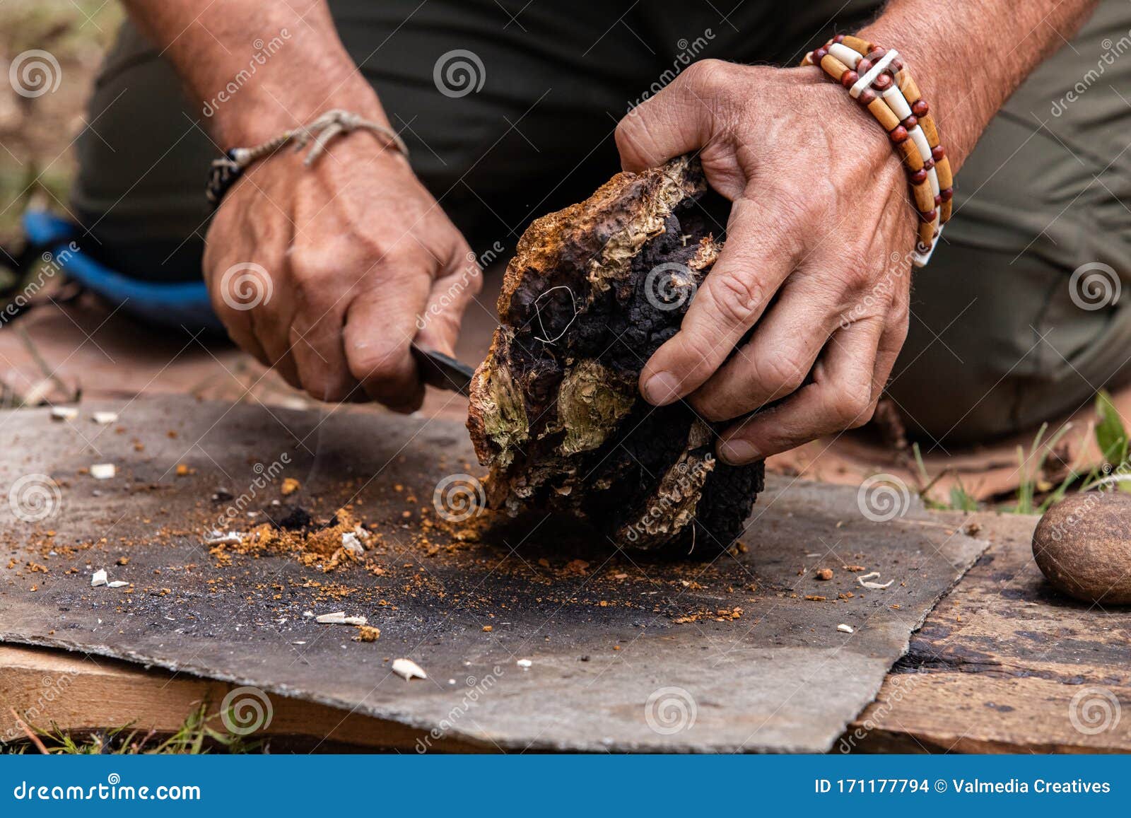 Man Using Chaga Mushroom To Keep Fire Alive Stock Photo - Image of ...