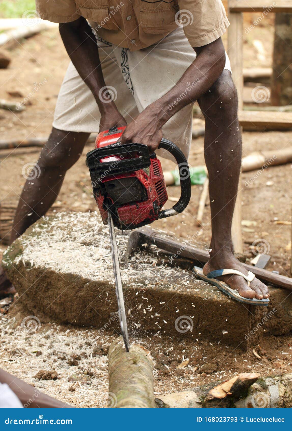 Illegal Logging In The Forest, Stumps Of Felled Trees, Deforestation ...