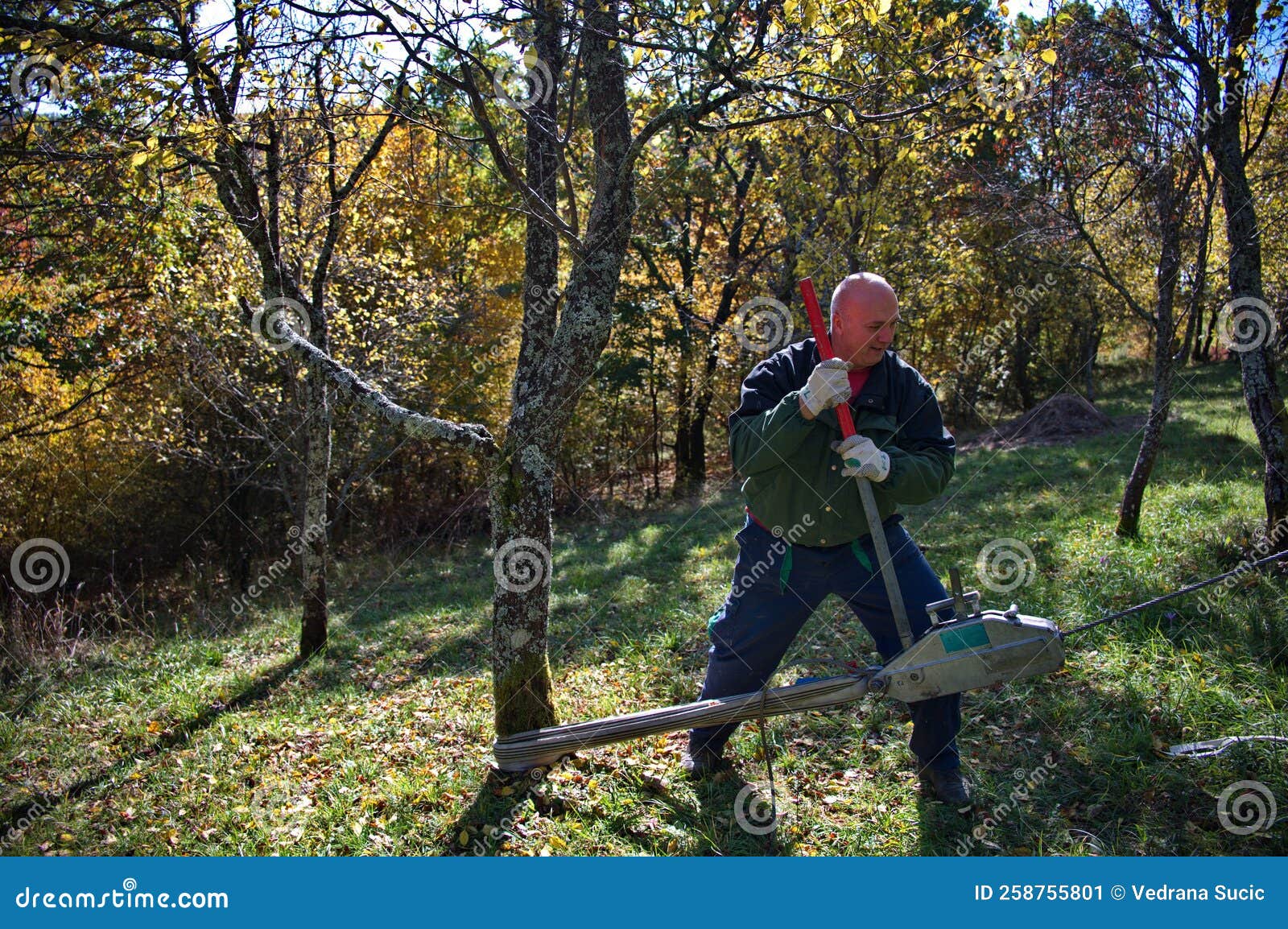 Man Using Equipment for Pulling Tree Trunk Stock Image - Image of ...