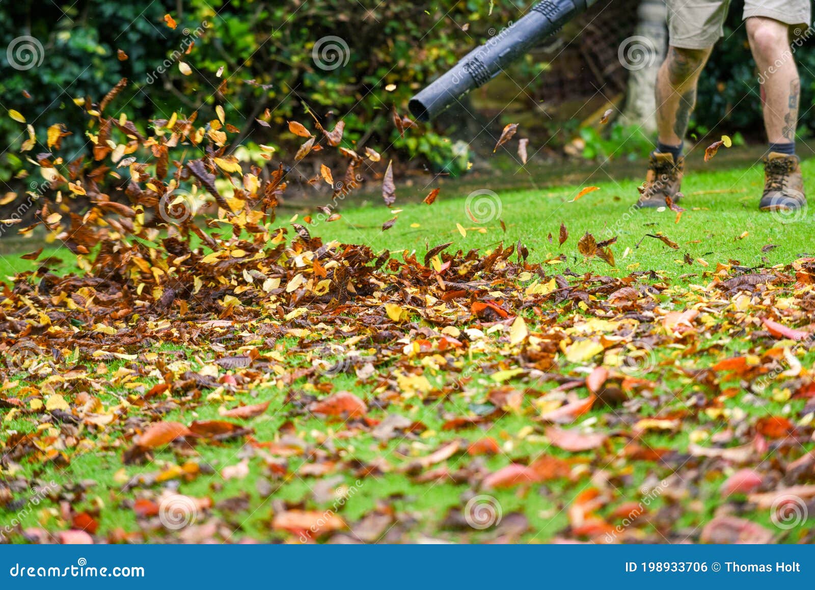 A Man Using a Leaf Blower Machine To Clear Autumn Leaves from a Garden ...