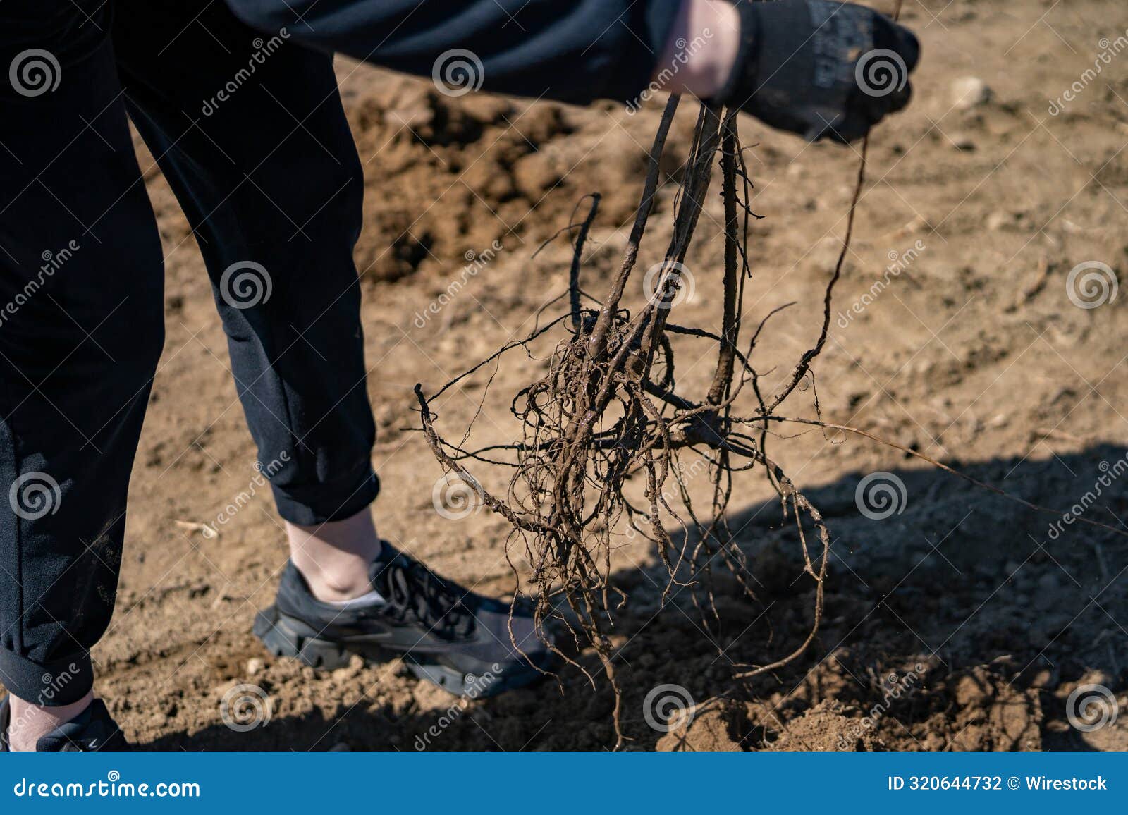 Man Using a Shovel To Dig in the Soil Stock Photo - Image of cultivate ...