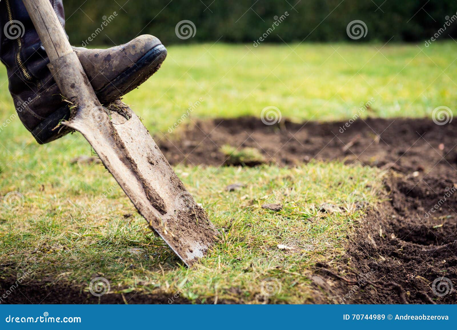 Man Digging Turf And Inverting Dirt. Preparing Soil Around The Plant ...