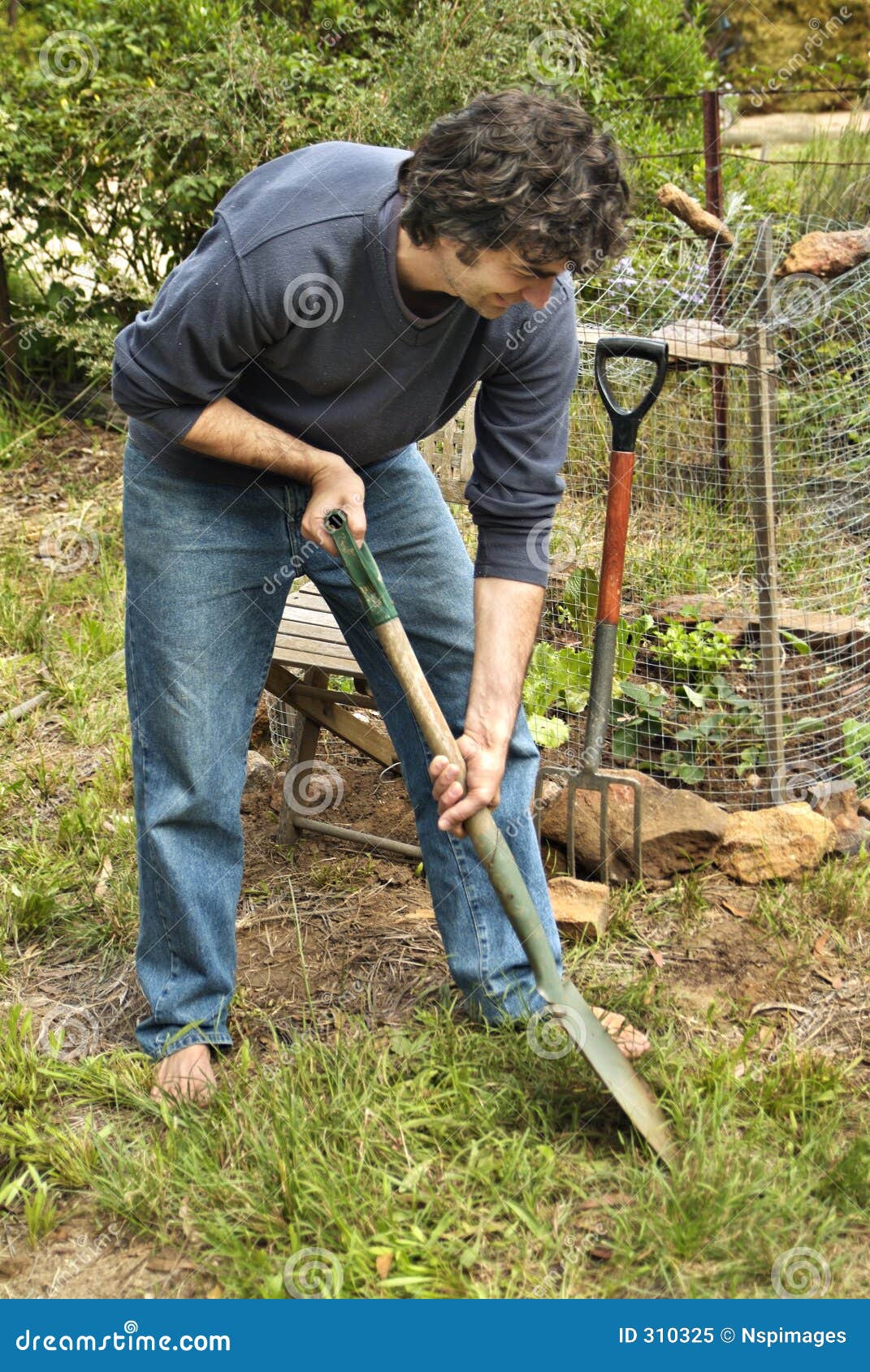 Man in vegetable patch stock image. Image of work, landscaping - 310325