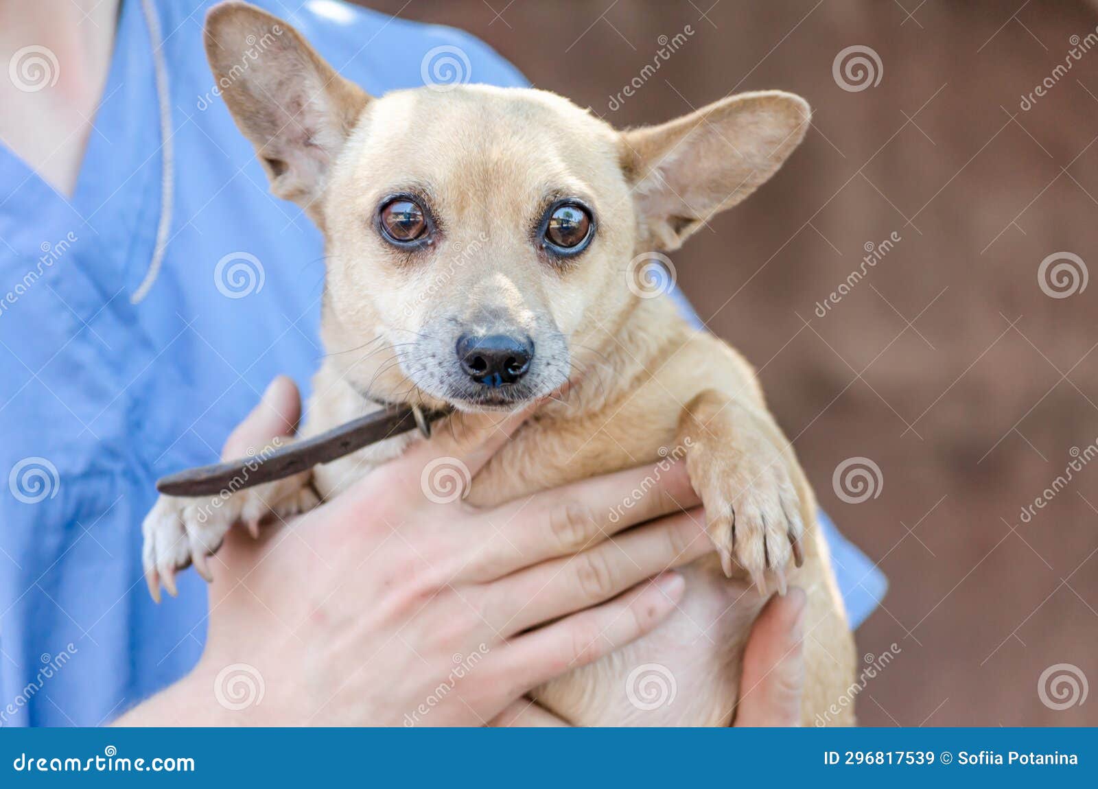 Man in Vet Uniform Hugging a Little Dog Stock Image - Image of tike ...