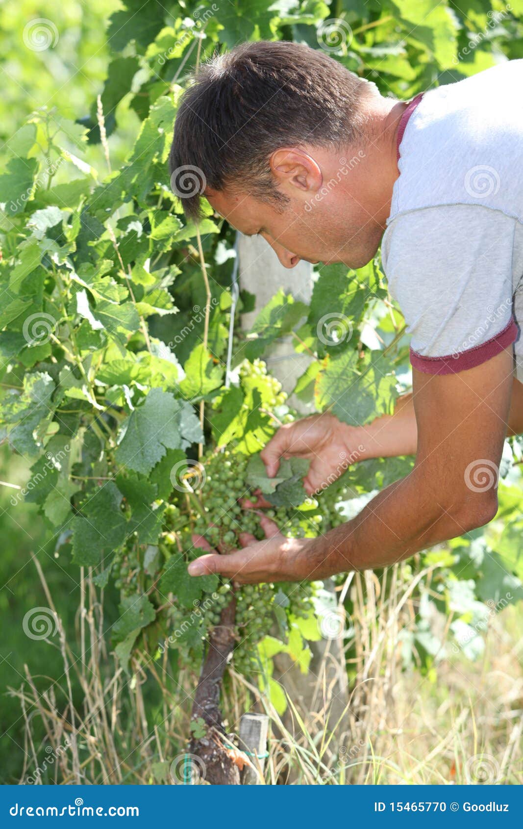 Man in Vine Rows during Vintage Season Stock Photo - Image of ...