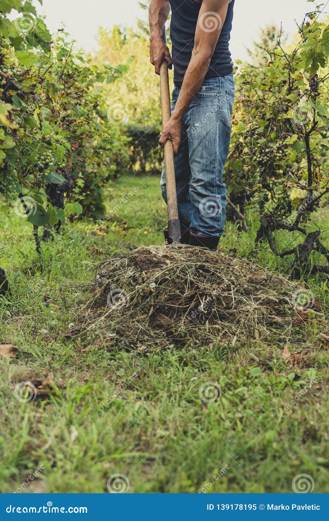 Man in the Vineyard with the Hay Fork Stock Image - Image of boots ...