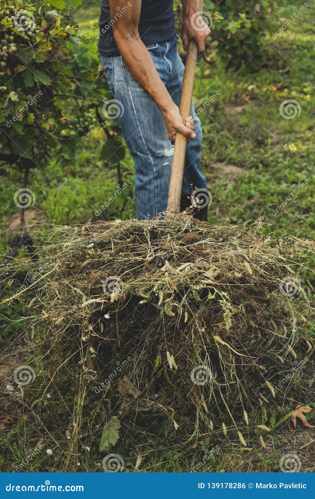 Man in the Vineyard with the Hay Fork Stock Photo - Image of harvesting ...