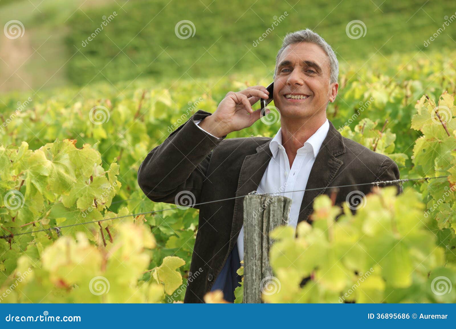 Man in a vineyard. stock photo. Image of bunch, autumn - 36895686