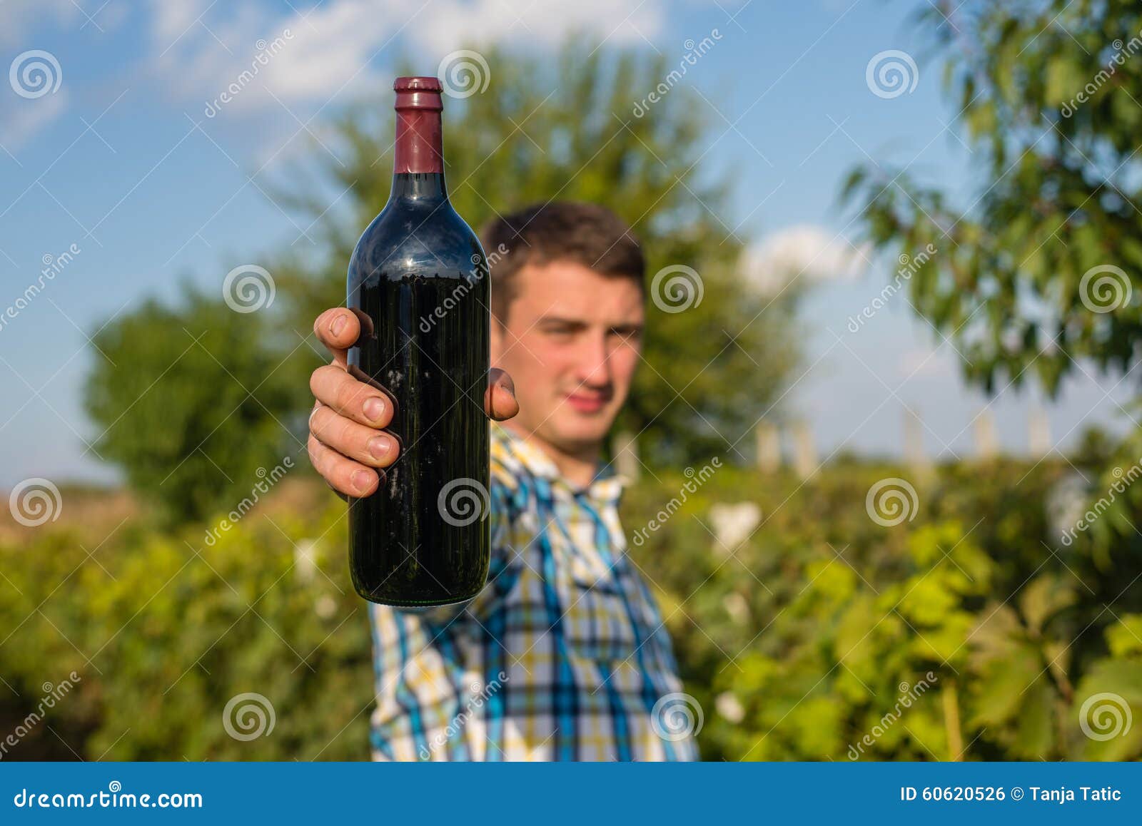 A man in a vineyard stock photo. Image of harvest, country - 60620526