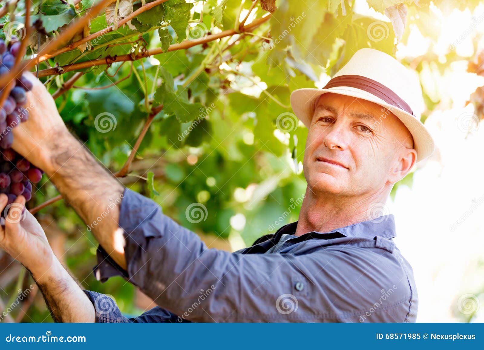 Man in vineyard stock image. Image of fresh, grapevine - 68571985