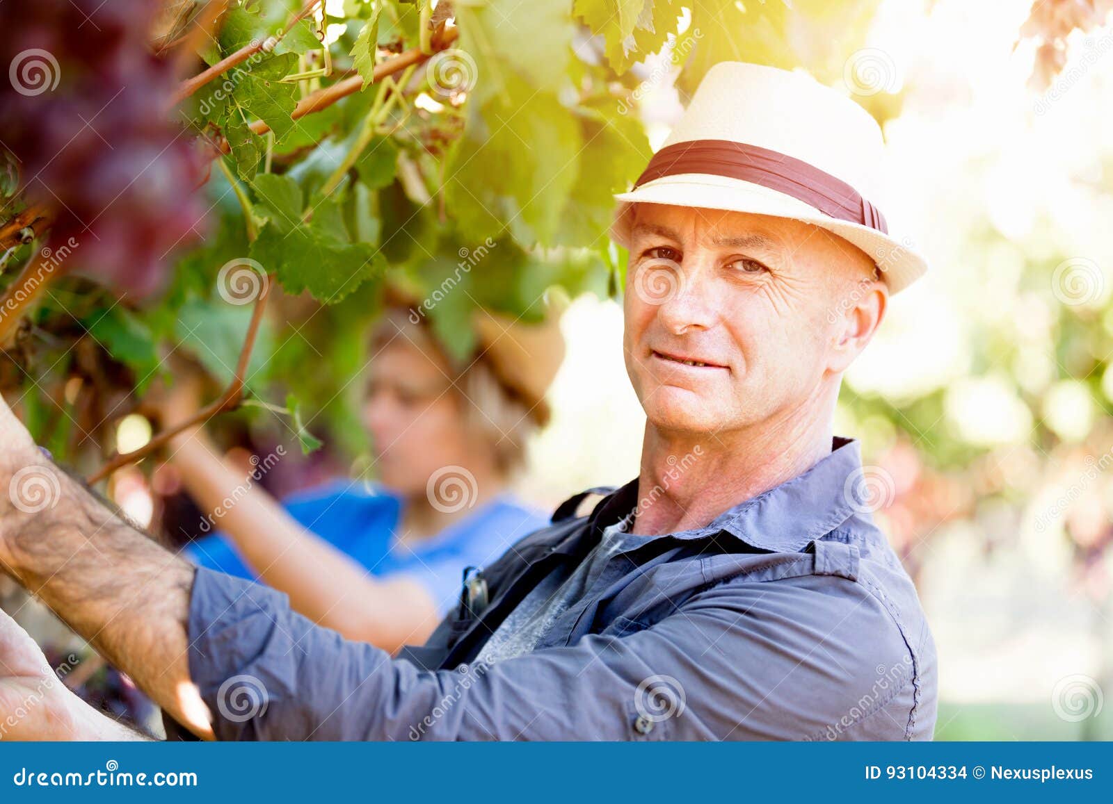 Man in vineyard stock photo. Image of farm, countryside - 93104334
