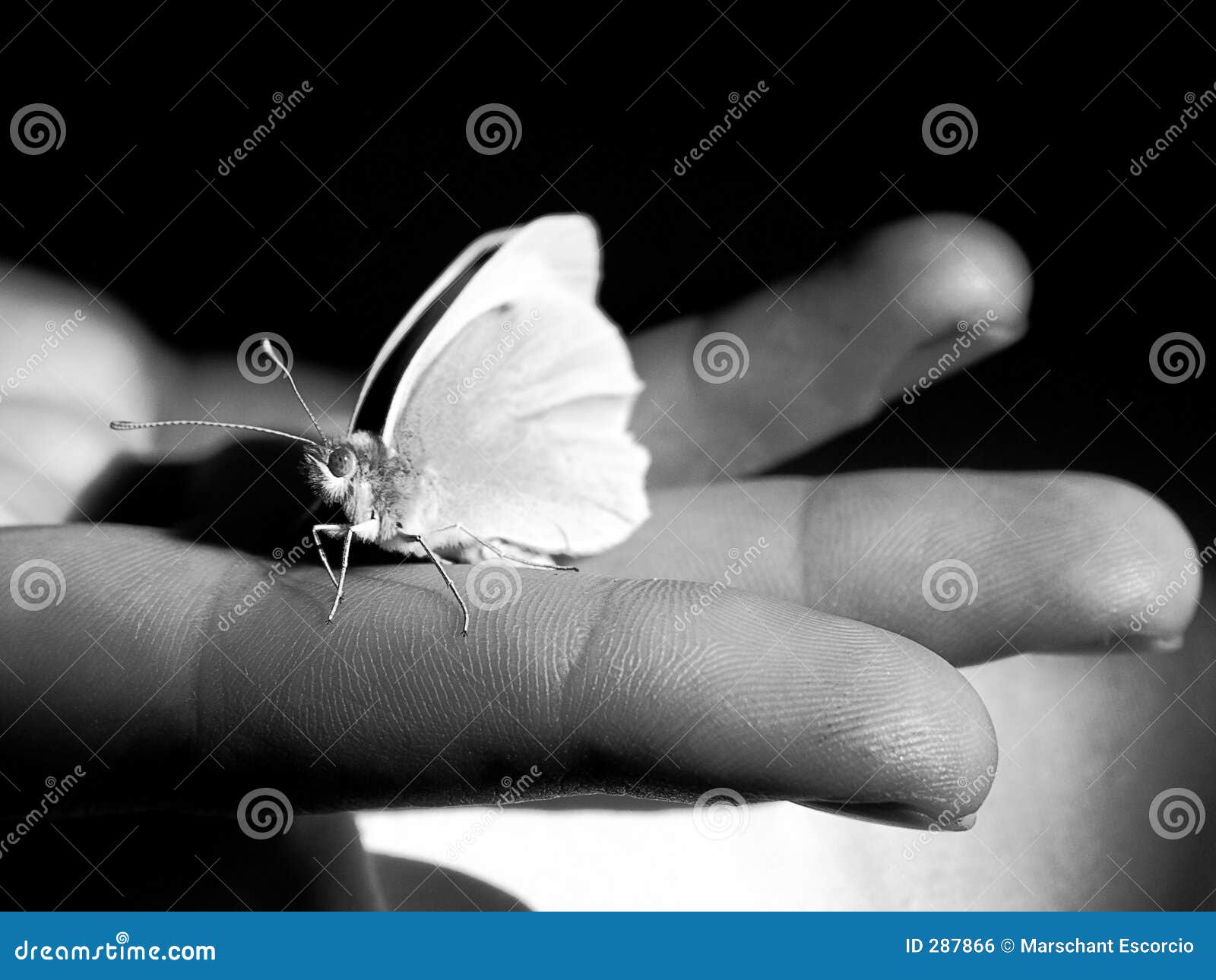 Man vs Nature: Compassion stock photo. Image of unity, kindness - 287866