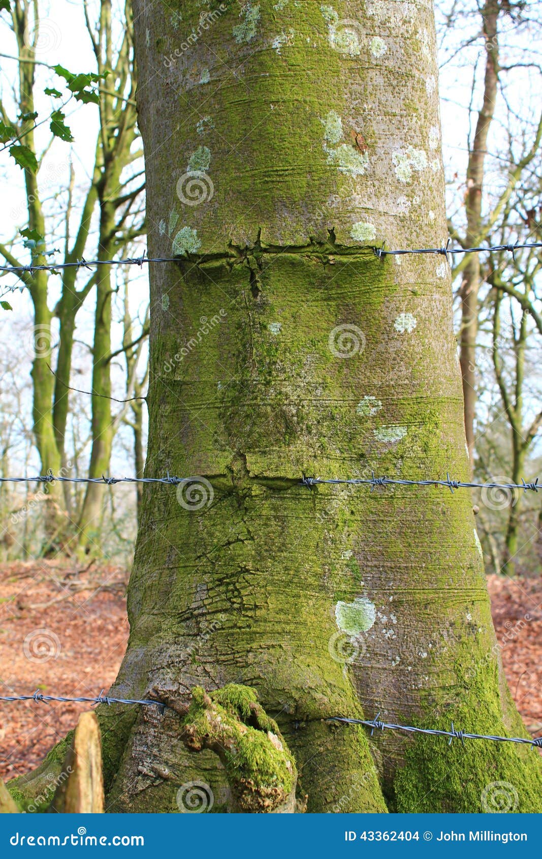 Man vs nature stock photo. Image of britain, fence, forest - 43362404