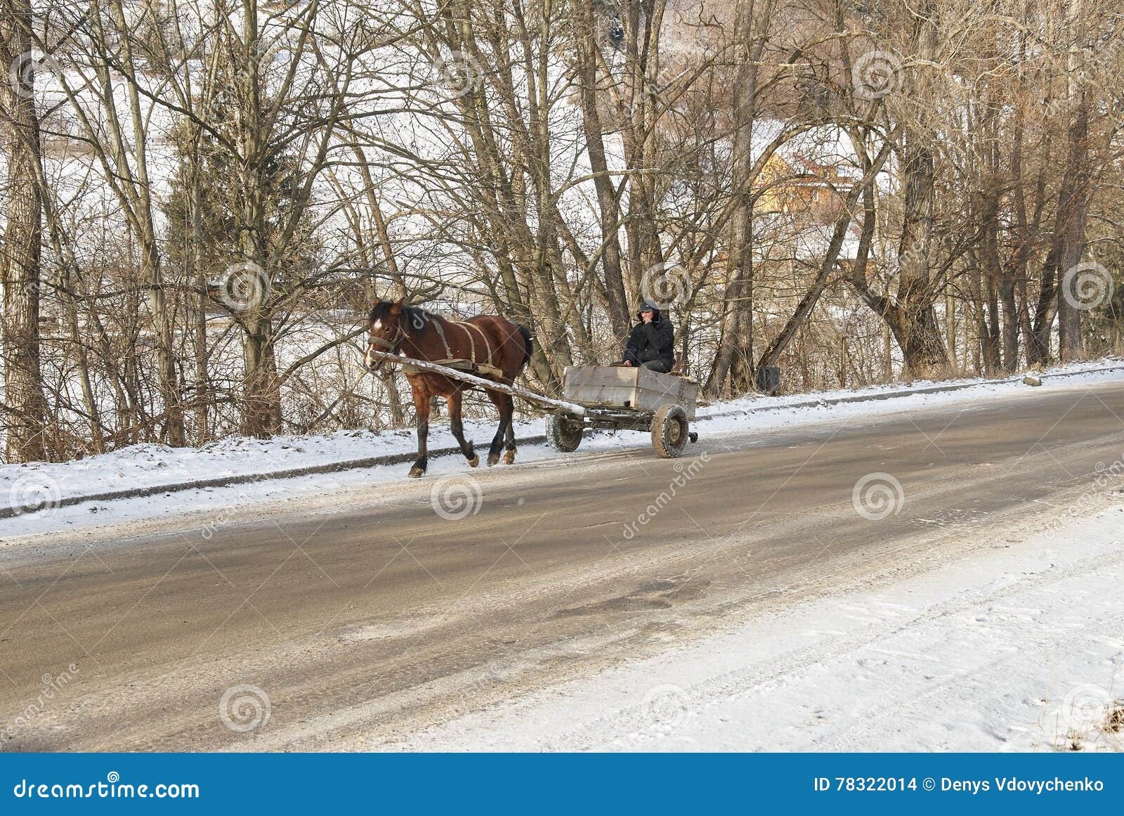 Man on a Wagon Ride Pulled by Draft Horse Editorial Stock Image - Image ...