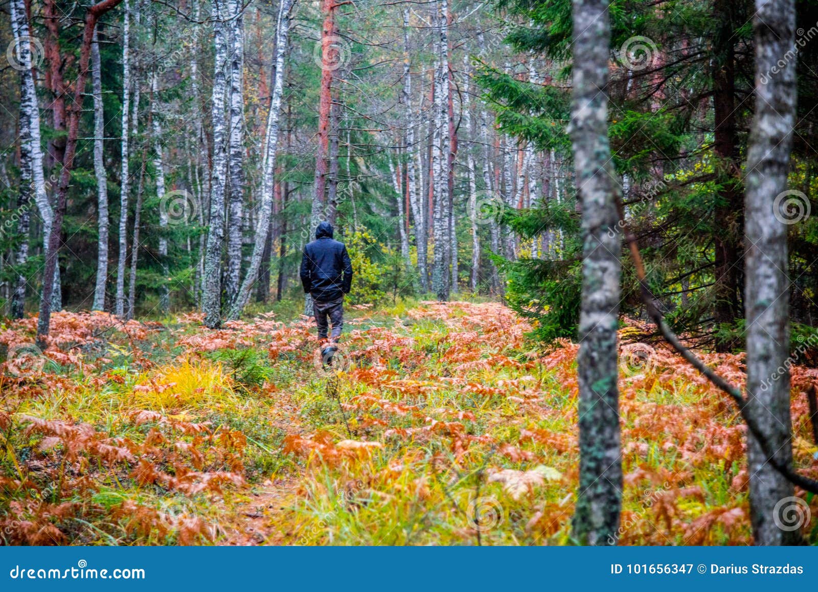 Man walk in fall woods stock image. Image of lithuania - 101656347
