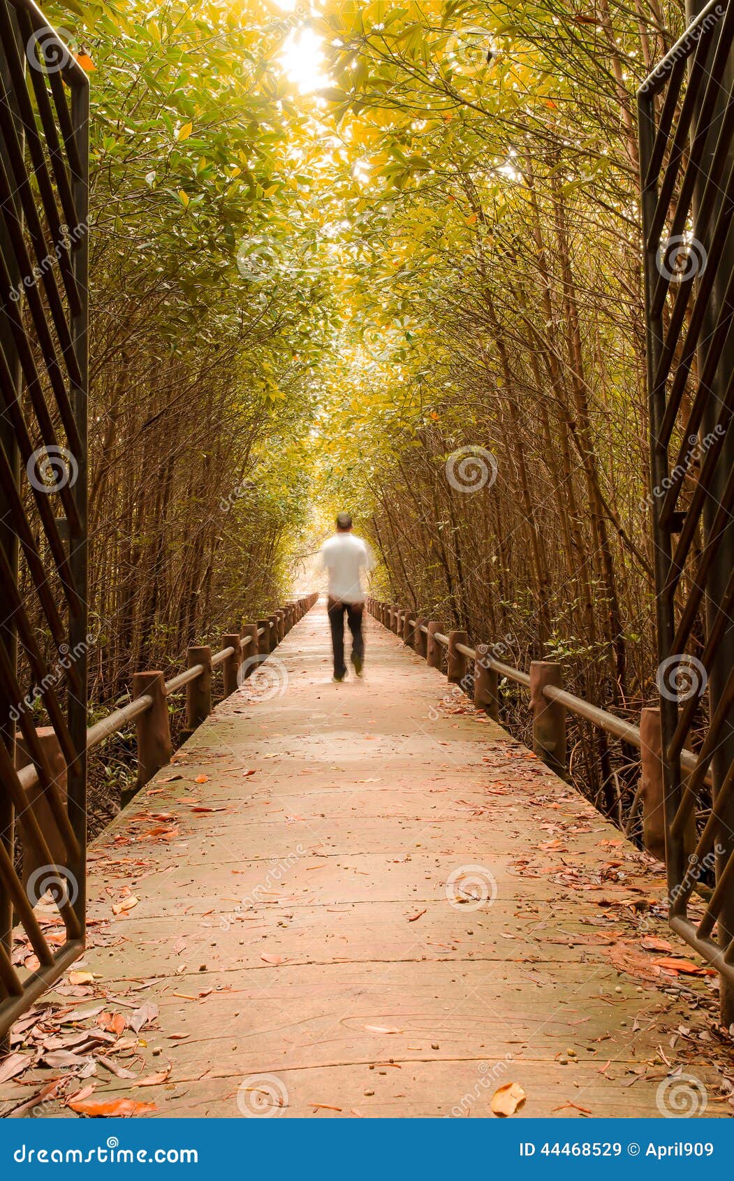 Man walk in to forest stock image. Image of trail, walking - 44468529