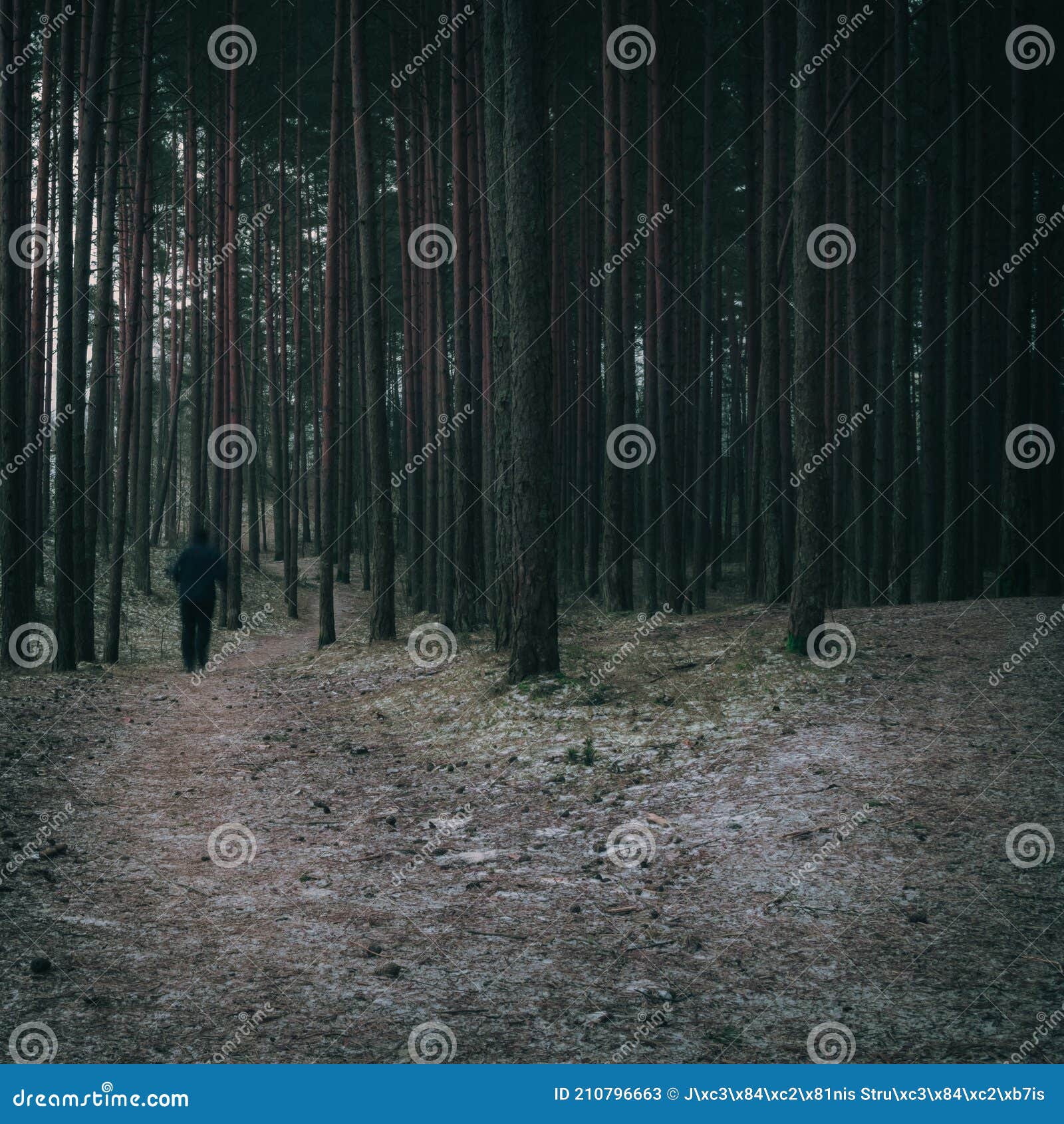 Man Walking through the Conifer Forest, a Country Road through the Dark ...