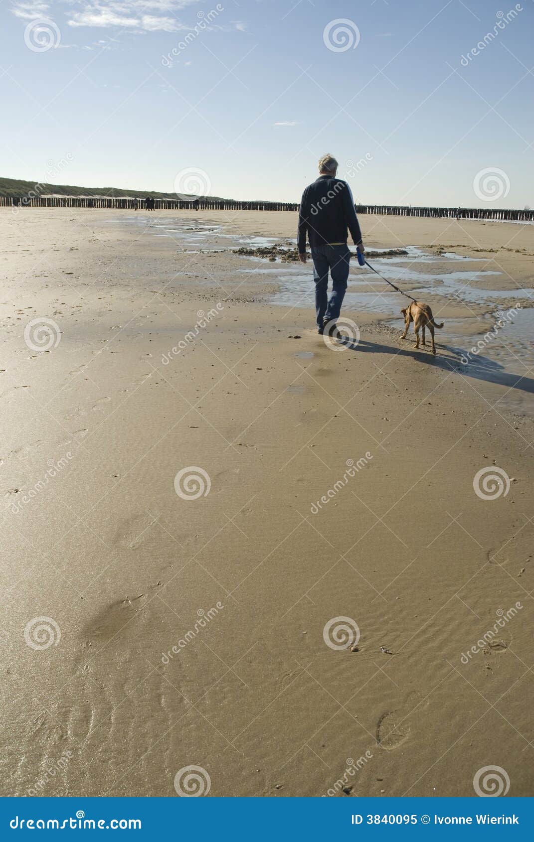 Man walking dog stock image. Image of lead, friends, hobby - 3840095