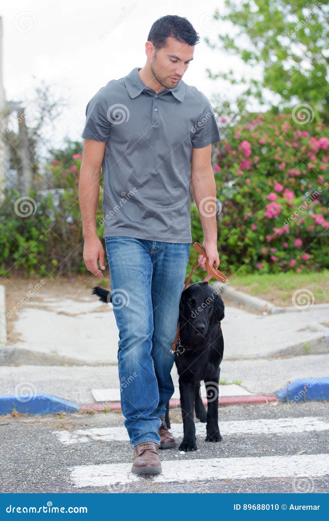 Man walking with dog stock photo. Image of collar, guiding - 89688010
