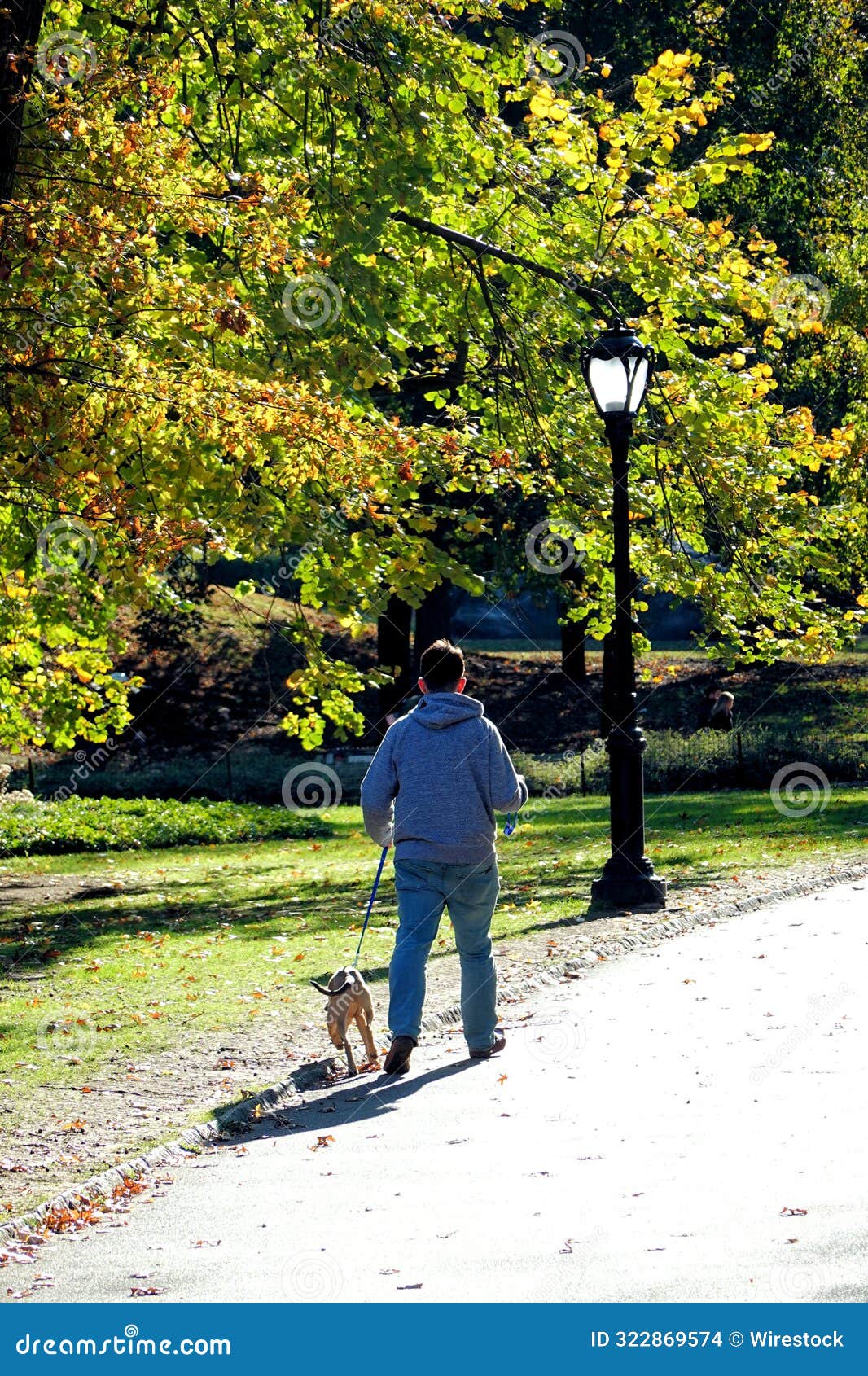 A Man Walking a Dog Down a Pathway in a Park Stock Photo - Image of ...