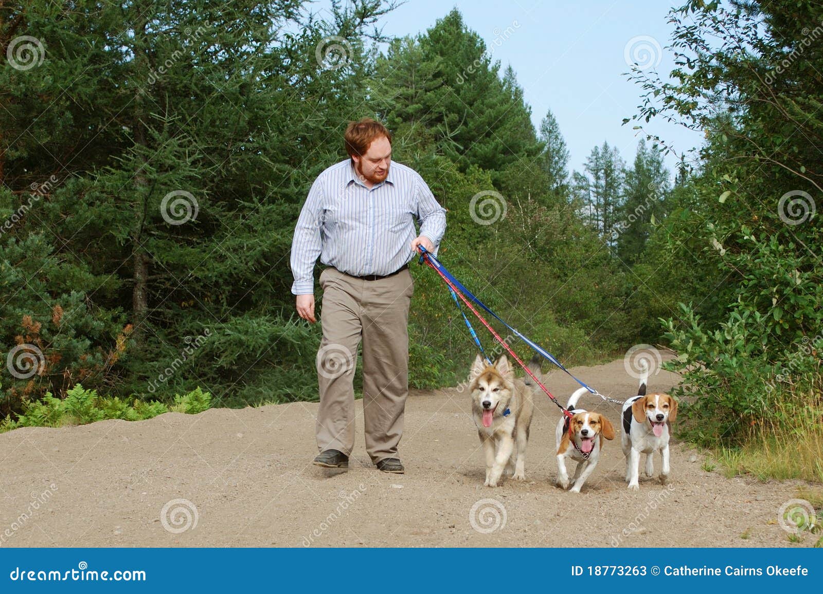 Man Walking Dogs on Trail stock image. Image of animals - 18773263