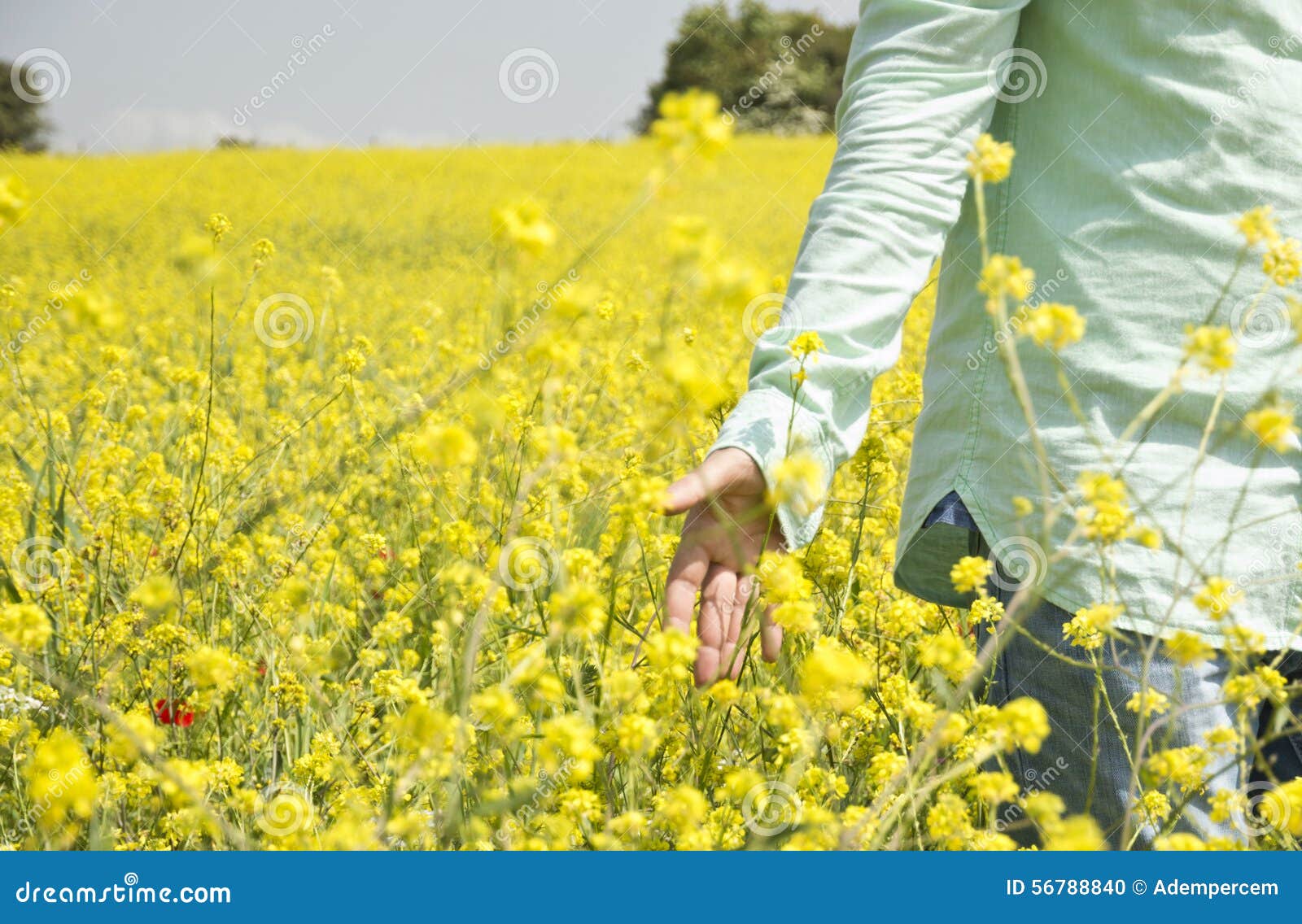 Man is Walking in Field stock photo. Image of blossom - 56788840 Man is Walking in Field stock photo. Image of blossom - 56788840