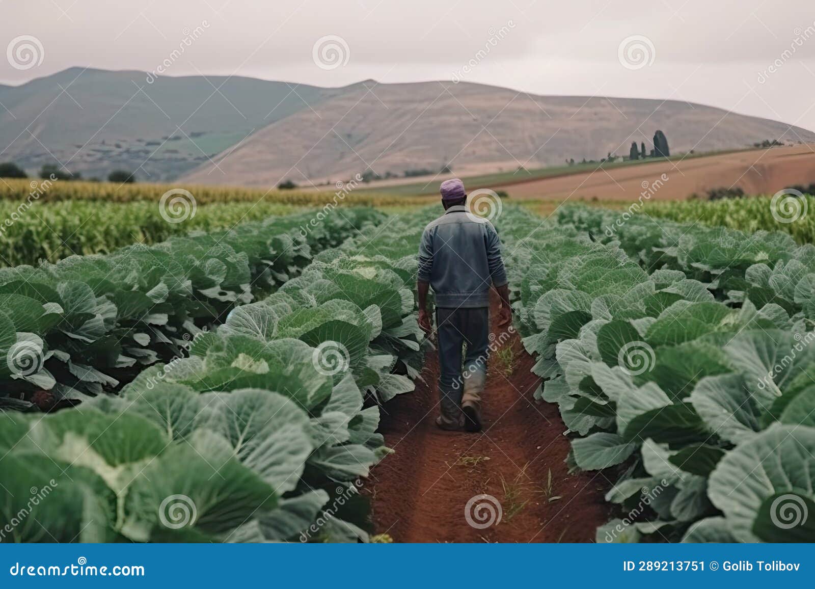 A Man Walking through a Field of Cabbage Stock Image - Image of farming ...
