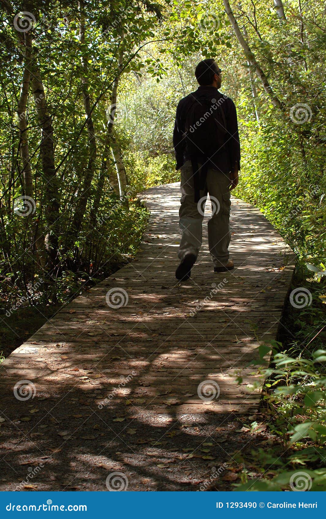 Man walking in forest stock photo. Image of trees, forest - 1293490