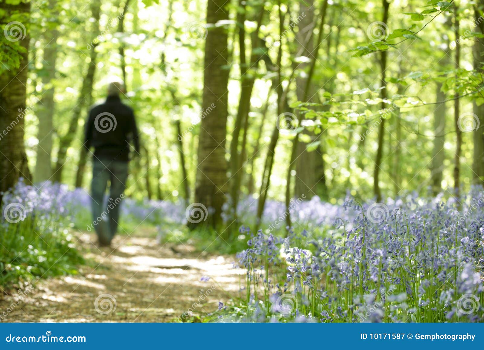 Man Walking through Forest of Bluebells Stock Image - Image of bloom ...