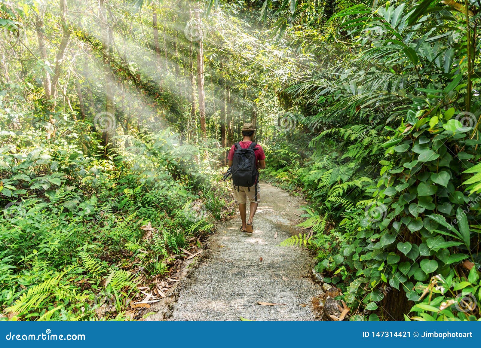 Man Walking in Forest with Sunbeam Editorial Photo - Image of scenery ...