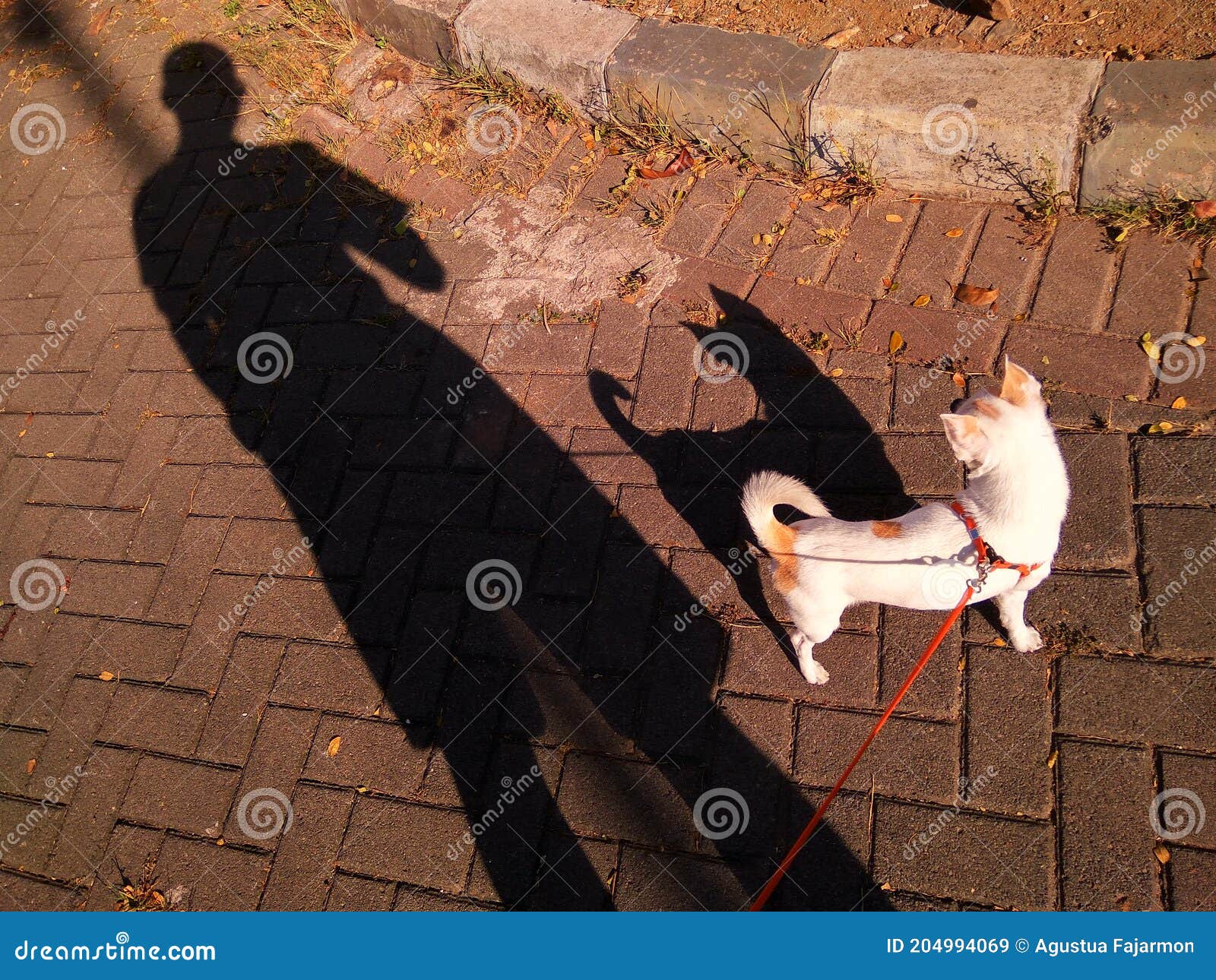 Walking the dog shadow stock image. Image of angle, hand - 204994069
