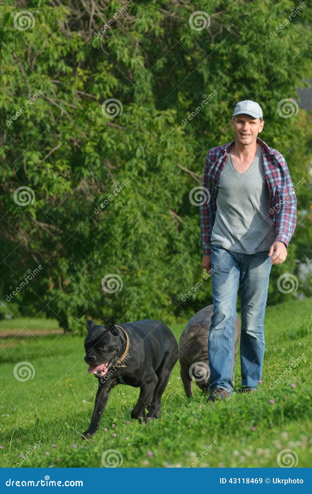 Man walking with his dogs stock image. Image of jeans - 43118469