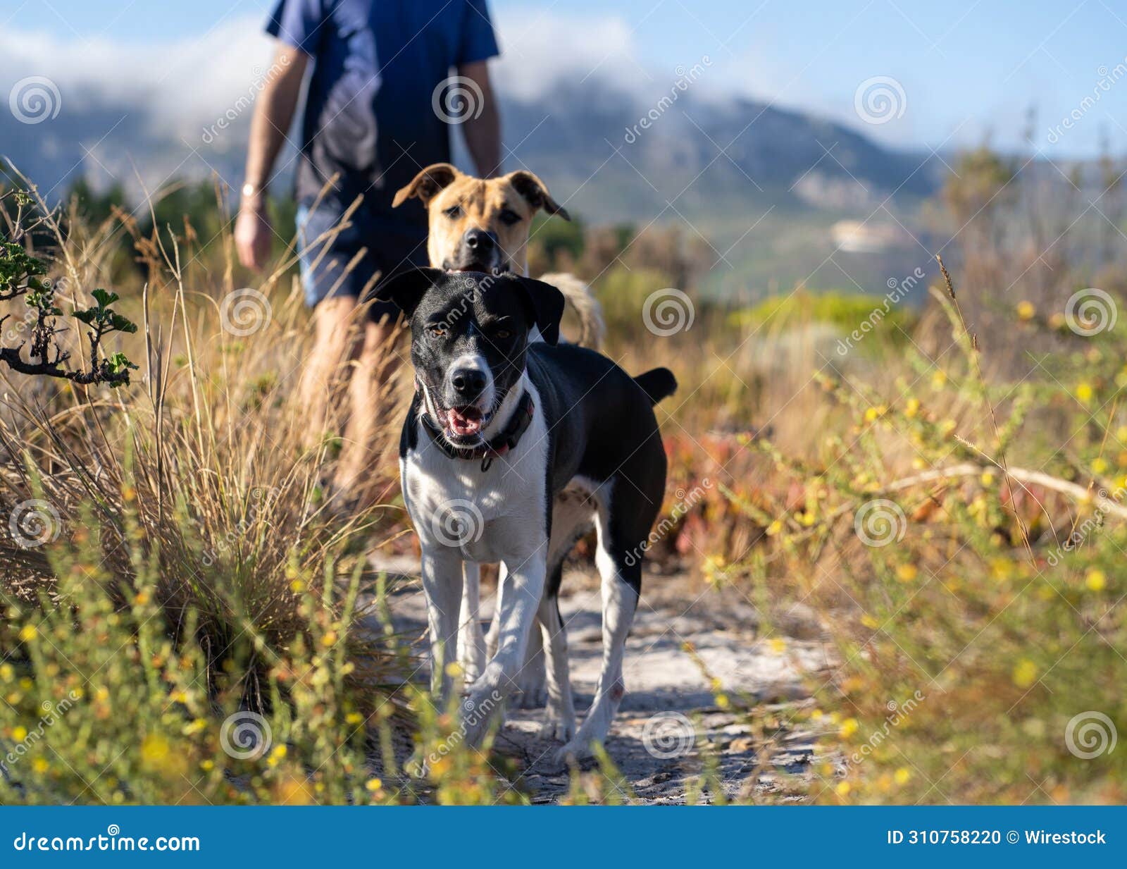 Man Walking with His Dogs on a Grassy Trail Stock Photo - Image of ...