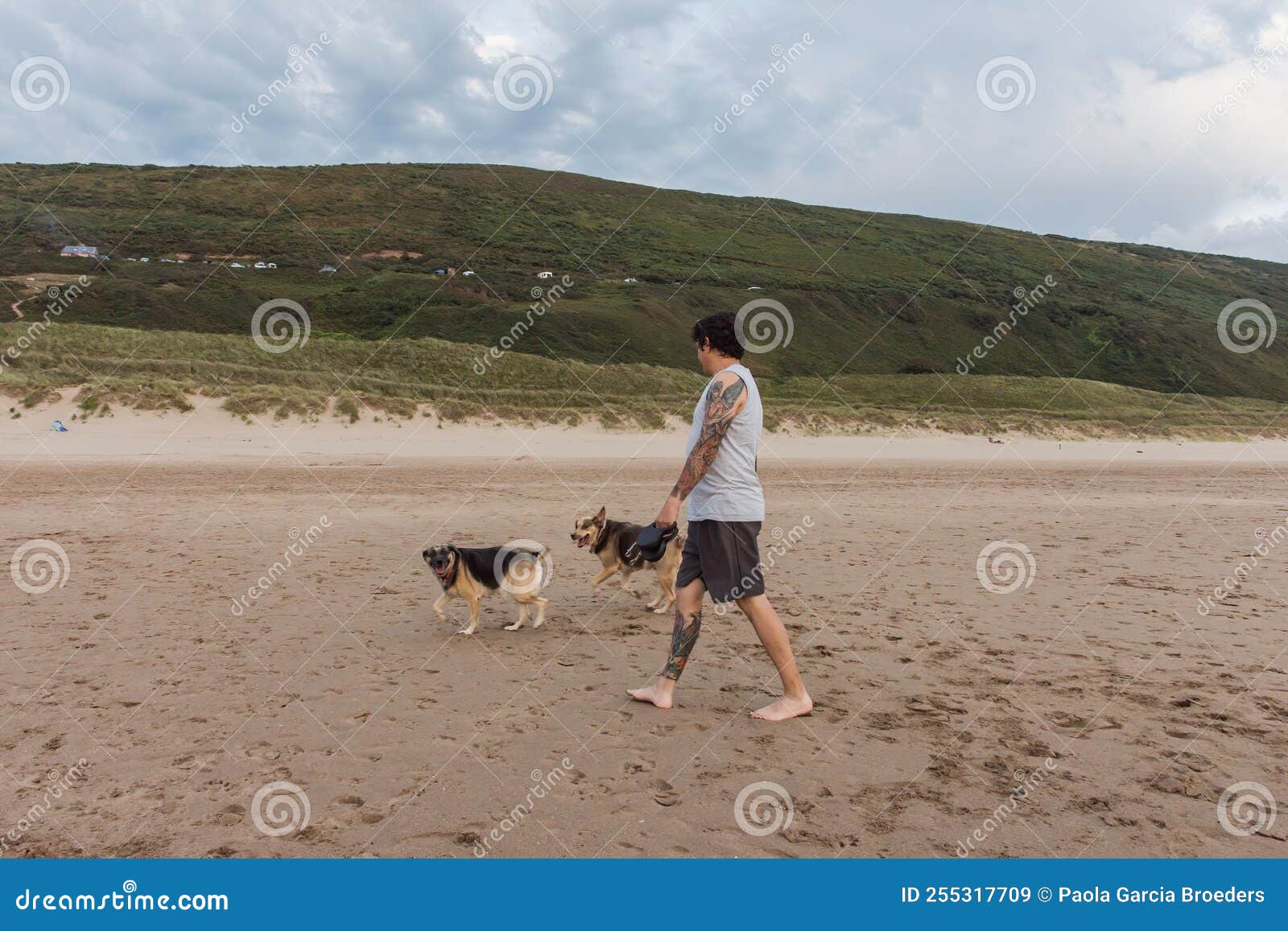 Man walking his dogs stock image. Image of british, south - 255317709