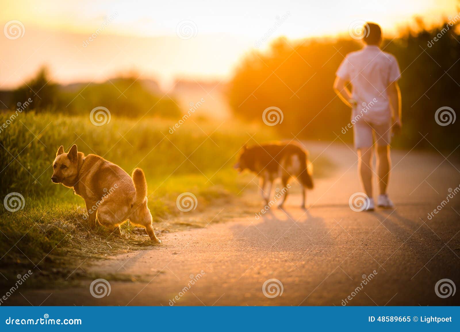Man walking his two dogs stock image. Image of warmth - 48589665