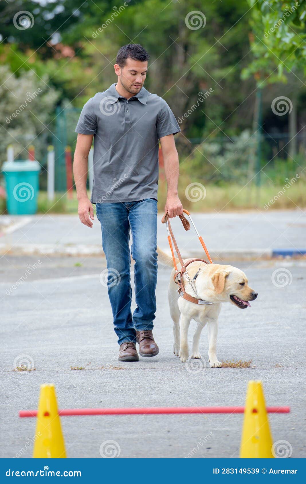 Man walking labrador stock image. Image of canine, trainer - 283149539
