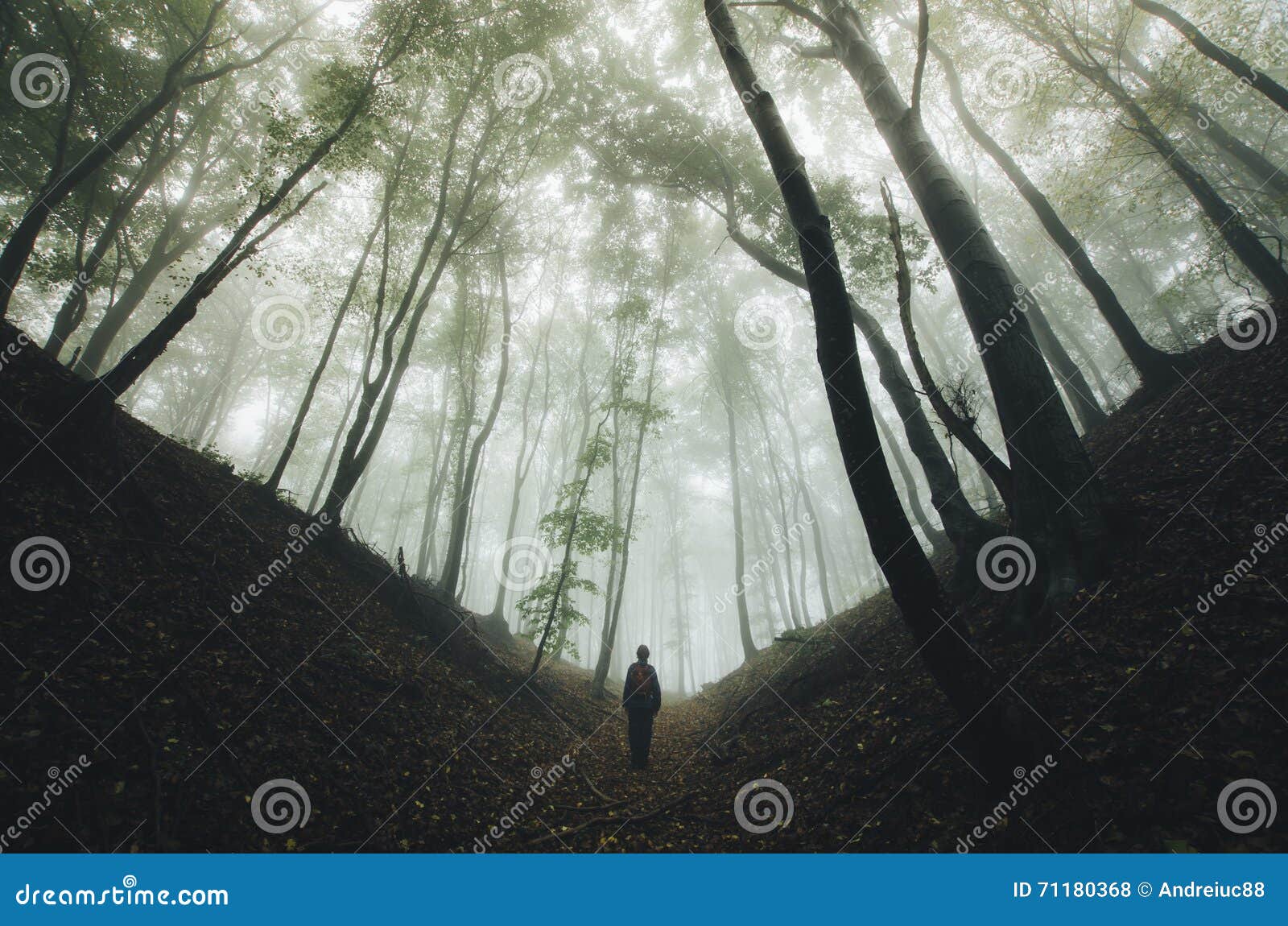 Man Walking in Mysterious Forest with Fog Stock Photo - Image of ...