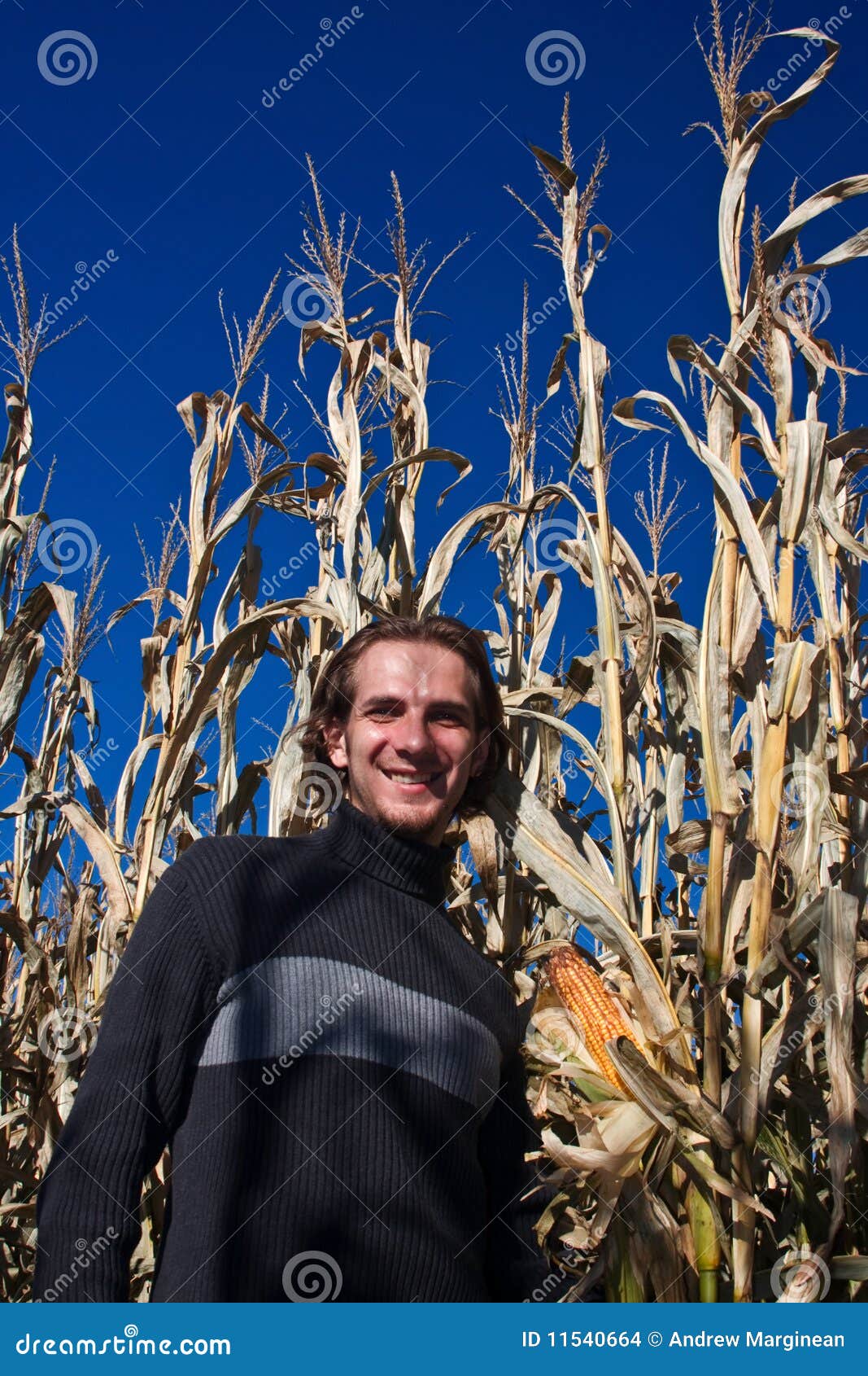 Man Walking Past Corn Field Stock Photo - Image of tree, solo: 11540664