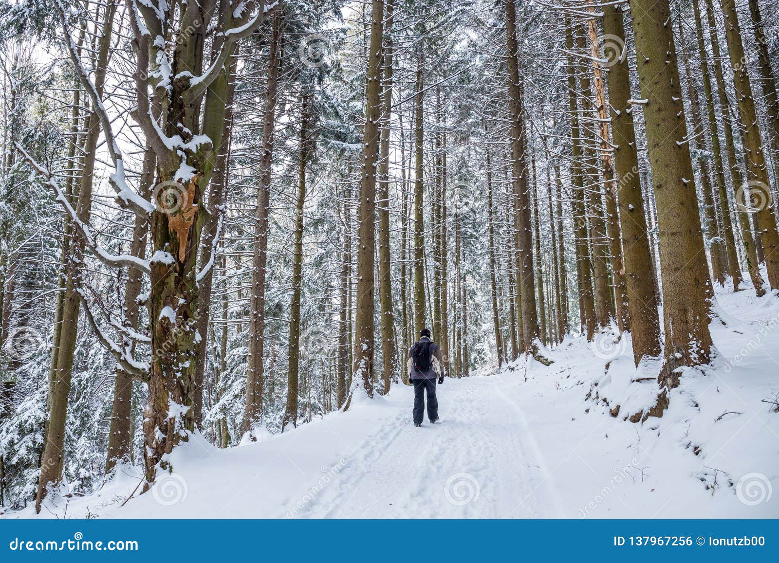 Man Walking on a Snowy Road in the Woods Stock Photo - Image of poiana ...